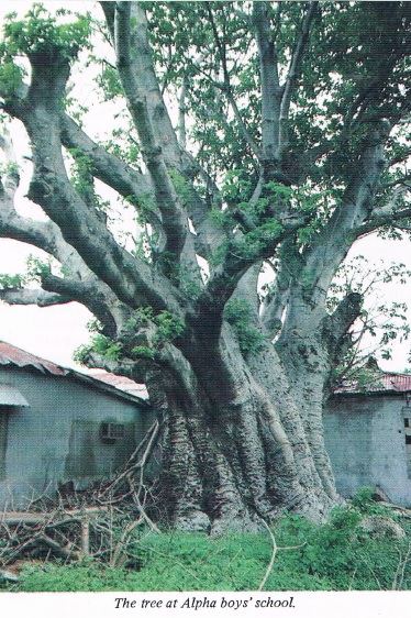 The Monkey Tambourine Tree – Heather Augustyn